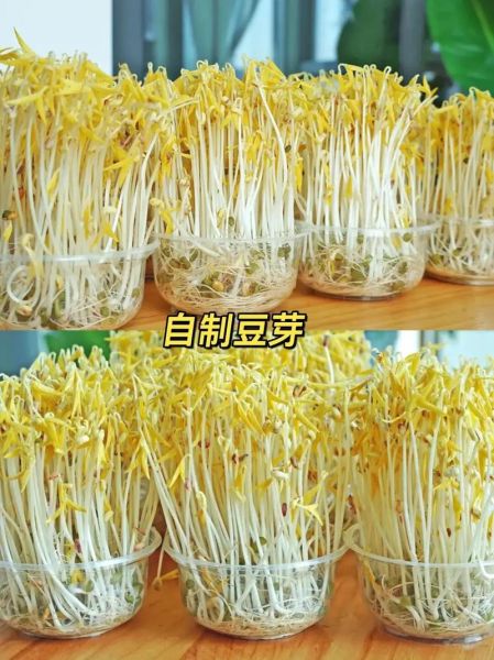 在家发黄豆芽的方法_黄豆芽怎么发最快-第3张图片-山城妙识 在家发黄豆芽的方法_黄豆芽怎么发最快-第3张图片-山城妙识