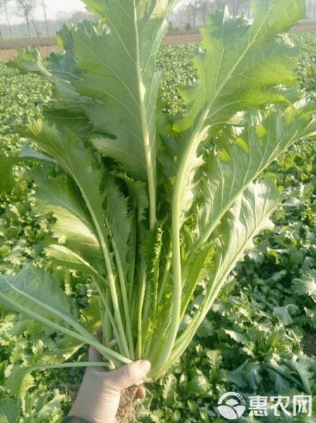 雪里红是芥菜吗_雪里红和芥菜的区别-第2张图片-山城妙识