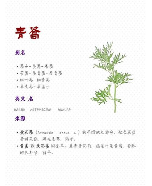 青蒿草的功效与作用_青蒿草能治疗哪些疾病-第1张图片-山城妙识