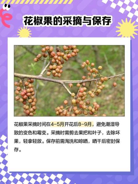 花椒树几年结果_如何缩短挂果周期-第2张图片-山城妙识