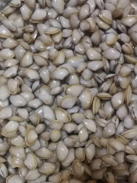 海瓜子种类怎么区分_三种海瓜子口感差异-第2张图片-山城妙识