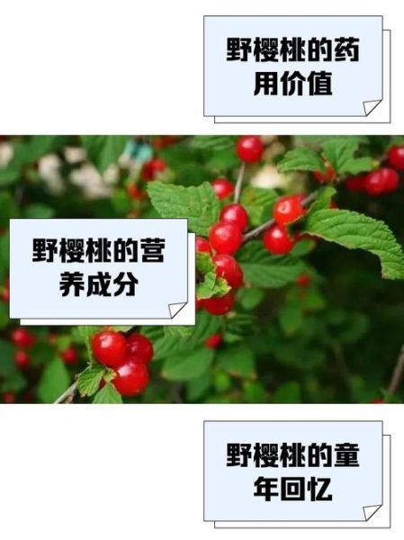 野樱桃能吃吗_野樱桃有毒吗-第1张图片-山城妙识