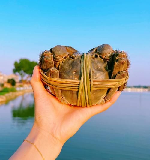 南京大闸蟹哪里买正宗_什么时候最肥美-第1张图片-山城妙识