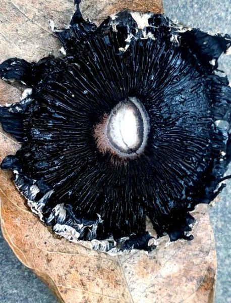 狗尿苔能吃吗_狗尿苔有毒吗-第1张图片-山城妙识