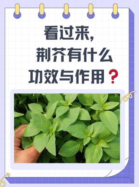 荆芥的功效与作用_荆芥的禁忌症有哪些-第1张图片-山城妙识 荆芥的功效与作用_荆芥的禁忌症有哪些-第1张图片-山城妙识