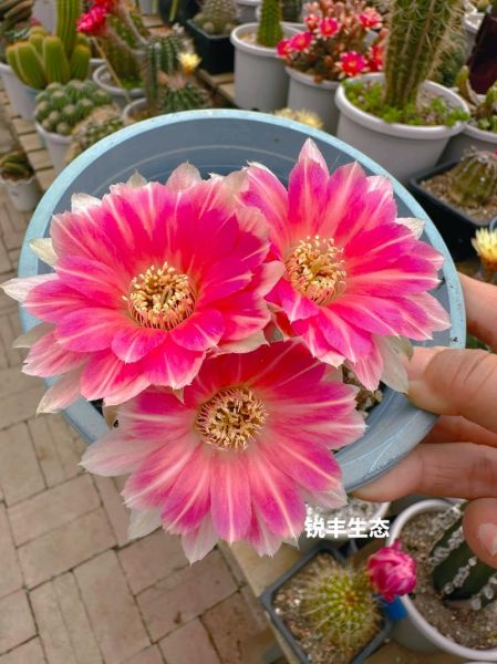 世界上第一名最美的花是什么_如何养护-第1张图片-山城妙识