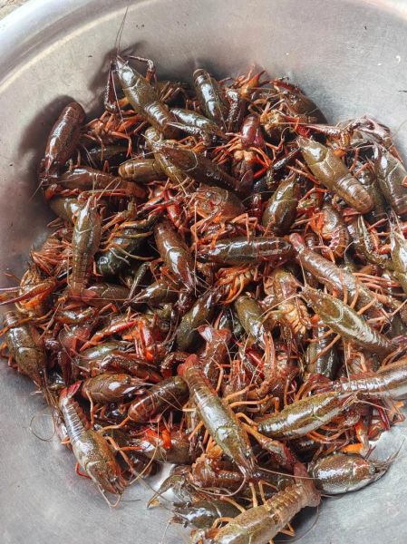 小龙虾养殖周期要多长_小龙虾多久能上市-第2张图片-山城妙识