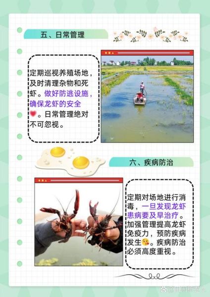 小龙虾养殖周期要多长_小龙虾多久能上市-第3张图片-山城妙识