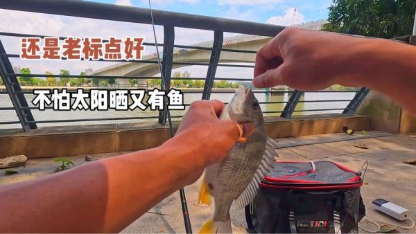 腊鱼怎么钓_腊鱼钓法技巧-第3张图片-山城妙识 腊鱼怎么钓_腊鱼钓法技巧-第3张图片-山城妙识