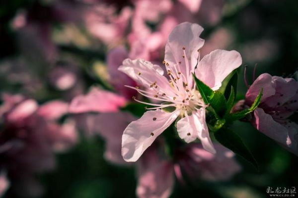 桃花社区视频在线观看免费完整版_如何安全观看-第1张图片-山城妙识