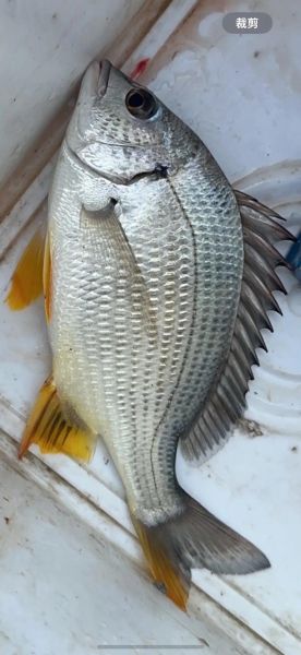 腊鱼怎么钓_腊鱼钓法技巧-第1张图片-山城妙识 腊鱼怎么钓_腊鱼钓法技巧-第1张图片-山城妙识