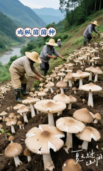 鸡枞菌怎么种植_鸡枞菌种植技术-第1张图片-山城妙识