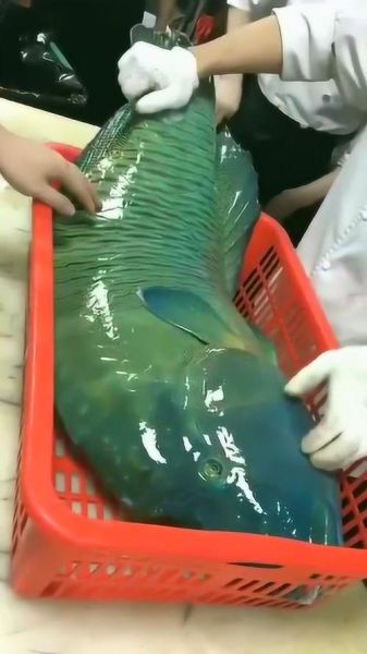 苏眉鱼多少钱一斤_苏眉鱼价格行情-第3张图片-山城妙识