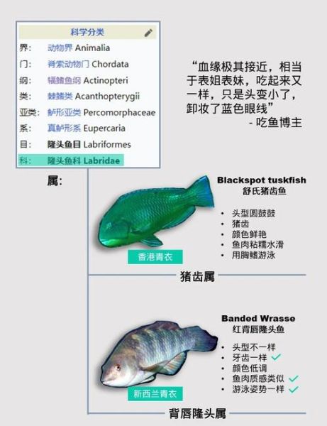 苏眉鱼多少钱一斤_苏眉鱼价格行情-第2张图片-山城妙识