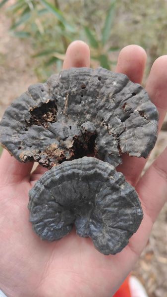 野生何首乌多少钱一斤_如何辨别真假野生何首乌-第1张图片-山城妙识