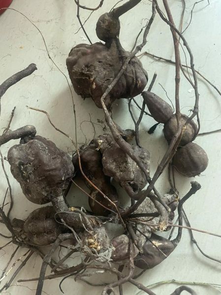 野生何首乌多少钱一斤_如何辨别真假野生何首乌-第3张图片-山城妙识