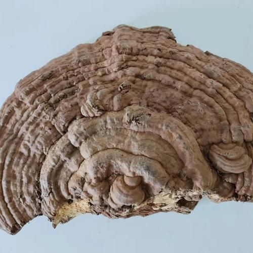 树舌灵芝6000一斤值不值_树舌灵芝价格为什么这么高-第1张图片-山城妙识