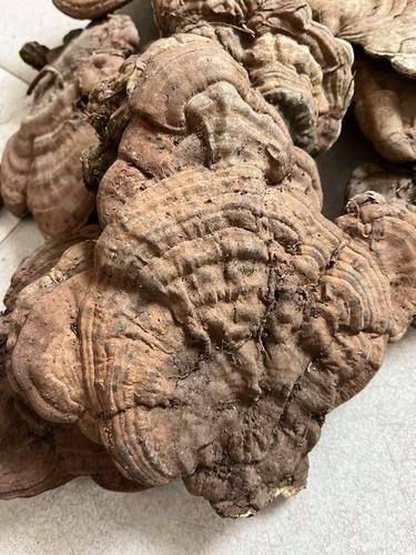 树舌灵芝6000一斤值不值_树舌灵芝价格为什么这么高-第3张图片-山城妙识