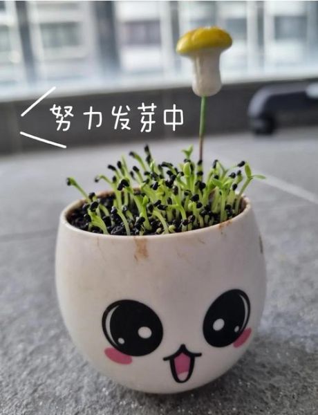 火龙果苗怎么种_火龙果盆栽多久结果-第2张图片-山城妙识