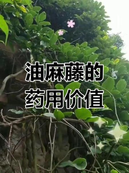 麻油叶是什么植物_麻油叶的功效与作用-第3张图片-山城妙识