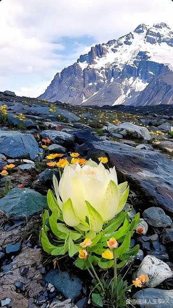 雪莲花高清壁纸哪里找_雪莲花为什么这么白-第1张图片-山城妙识