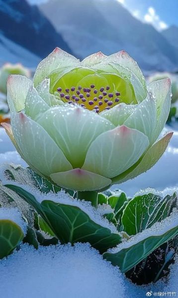 雪莲花高清壁纸哪里找_雪莲花为什么这么白-第3张图片-山城妙识