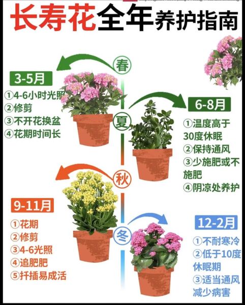 长寿花怎么养_长寿花有毒吗-第1张图片-山城妙识
