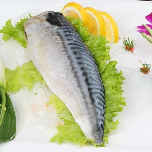 鲭怎么读_鲭鱼是什么鱼-第3张图片-山城妙识