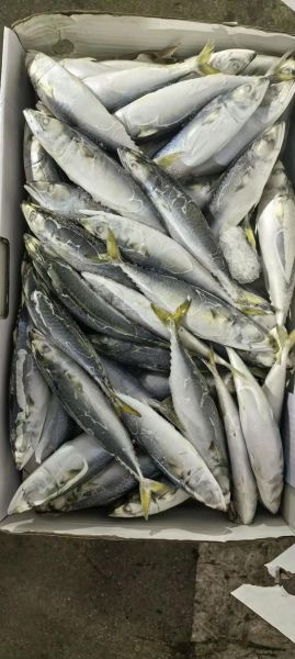 鲭怎么读_鲭鱼是什么鱼-第2张图片-山城妙识