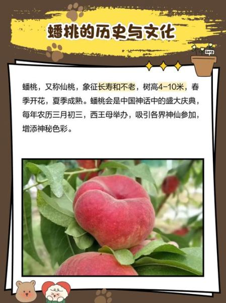 蟠桃怎么保存_蟠桃几月份成熟-第2张图片-山城妙识