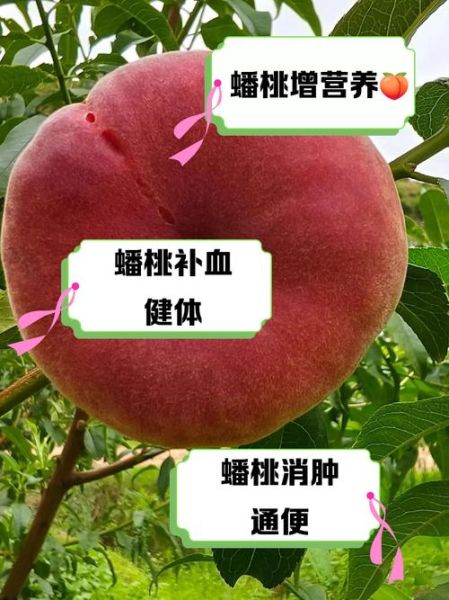 蟠桃怎么保存_蟠桃几月份成熟-第1张图片-山城妙识