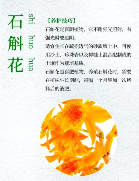 金钗石斛花有什么功效_金钗石斛花怎么吃效果最好-第1张图片-山城妙识