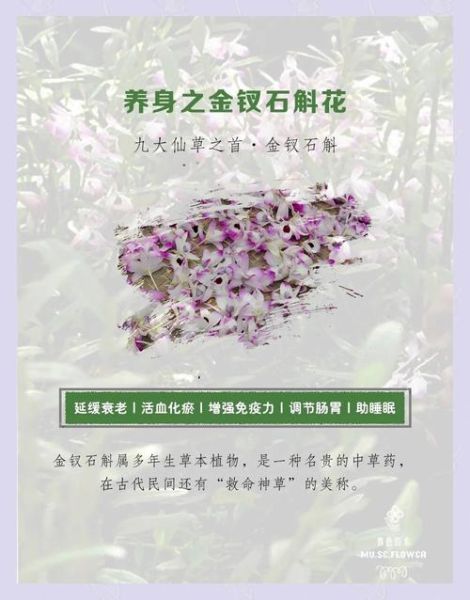 金钗石斛花有什么功效_金钗石斛花怎么吃效果最好-第2张图片-山城妙识