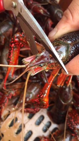 小龙虾头能吃吗_小龙虾头怎么处理才安全-第1张图片-山城妙识