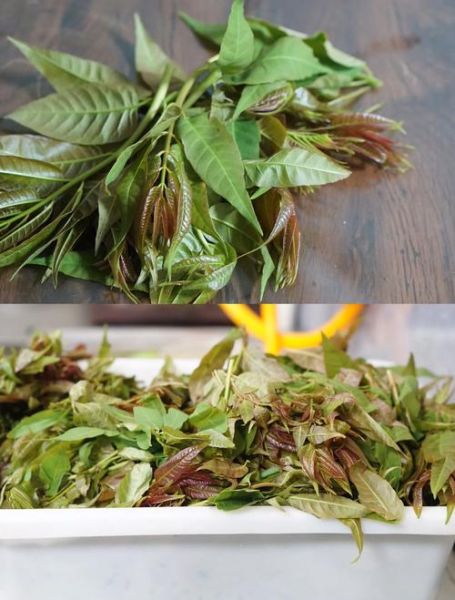 鲜香椿芽怎么保存_鲜香椿芽能放多久-第1张图片-山城妙识