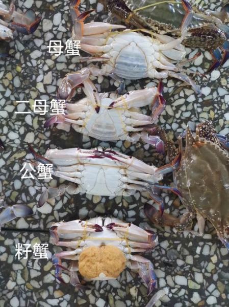蓝蟹和梭子蟹的区别_哪个更好吃-第3张图片-山城妙识
