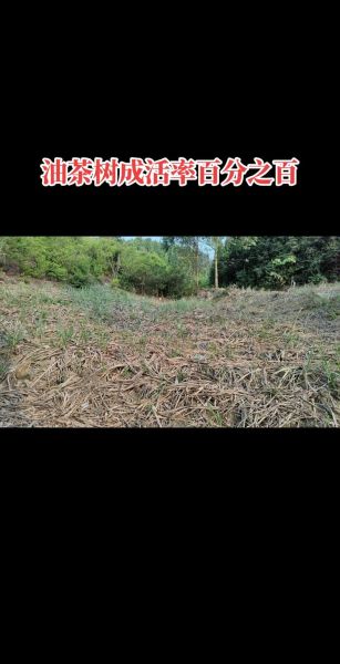 油茶树种植技术_如何提高成活率-第1张图片-山城妙识