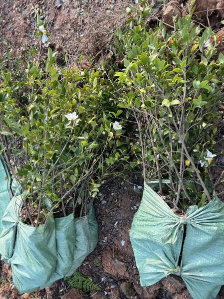 油茶树种植技术_如何提高成活率-第2张图片-山城妙识