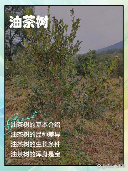 油茶树种植技术_如何提高成活率-第3张图片-山城妙识