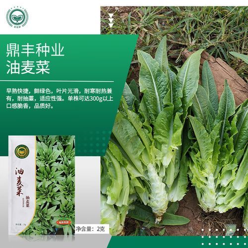 芝麻菜和苦菊的区别_哪个更苦-第3张图片-山城妙识