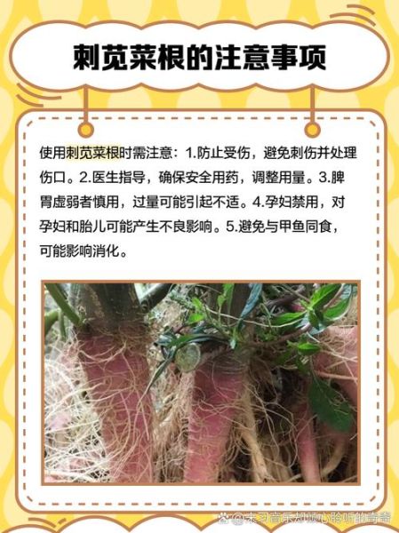 野刺苋菜根的功效与作用_野刺苋菜根怎么吃效果最好-第1张图片-山城妙识