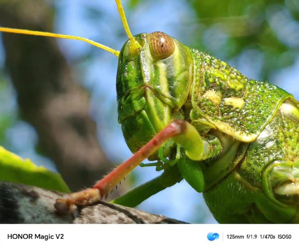 蝗虫图片大全大图_高清特写怎么拍-第3张图片-山城妙识