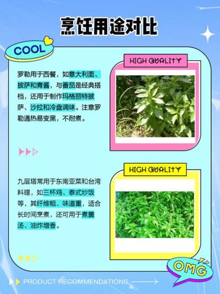 九层塔在超市又叫什么_罗勒和九层塔区别-第1张图片-山城妙识