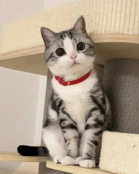 起司猫图片大全可爱_如何挑选高清壁纸-第1张图片-山城妙识