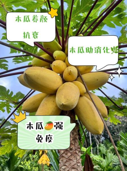 女人吃木瓜的好处_闭经能吃木瓜吗-第3张图片-山城妙识