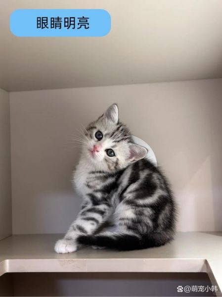 起司猫图片大全可爱_如何挑选高清壁纸-第3张图片-山城妙识