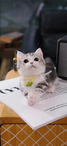 起司猫图片大全可爱_如何挑选高清壁纸-第2张图片-山城妙识