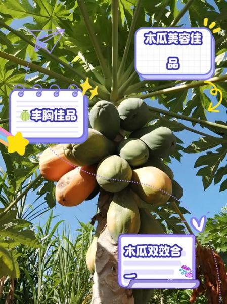 女人吃木瓜的好处_闭经能吃木瓜吗-第2张图片-山城妙识