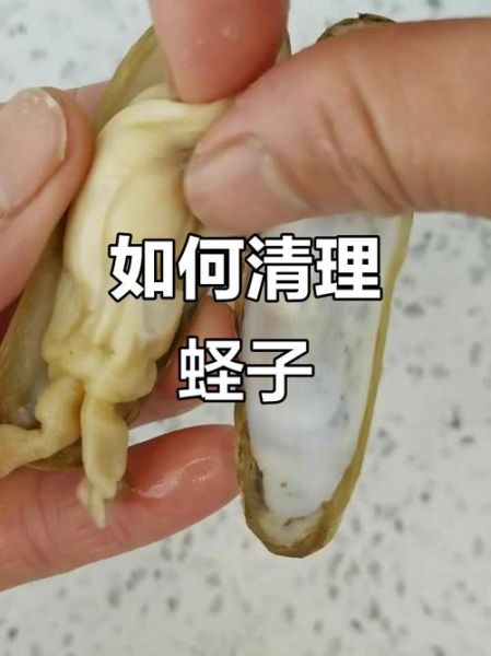 死蛏子怎么快速去内脏_蛏子内脏清理技巧-第1张图片-山城妙识
