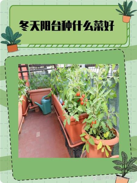 冬天适合种什么蔬菜_冬天阳台种菜推荐-第2张图片-山城妙识